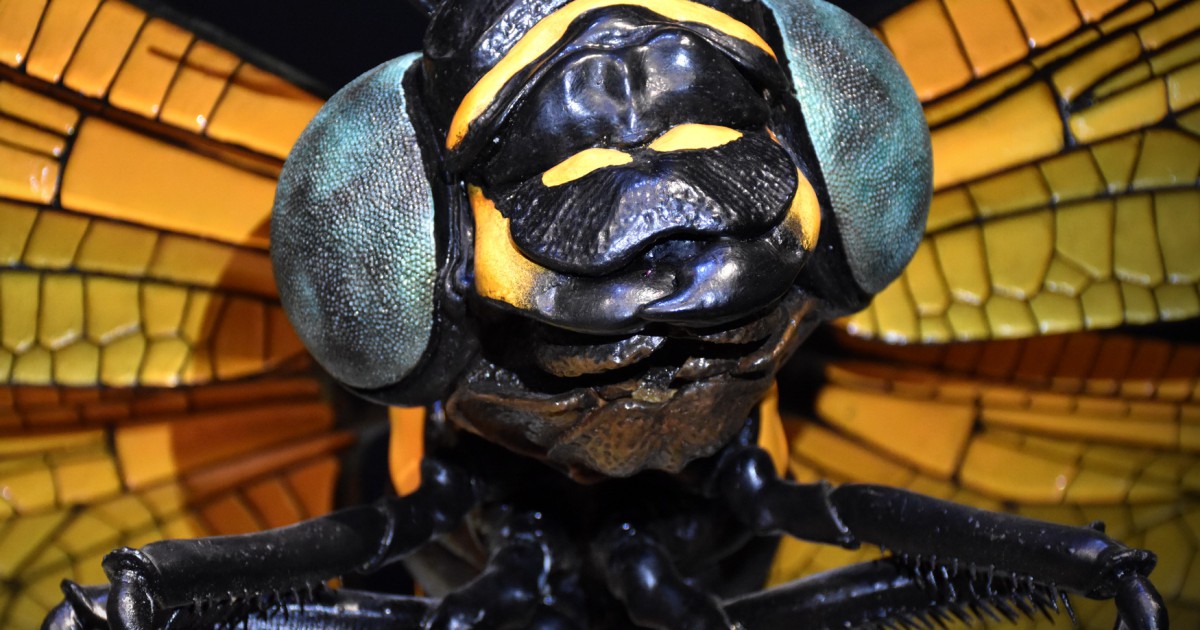 Apre Insetti Giganti XXL Edition