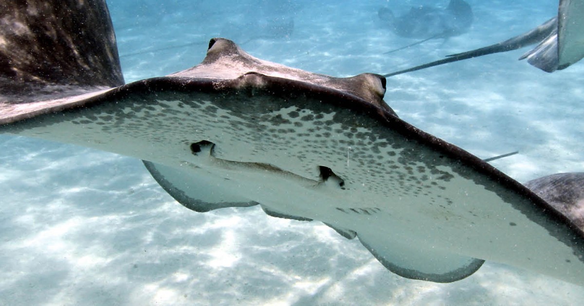 Accarezza i Trigoni, un modo incredibile per conoscere ed amare i trigoni