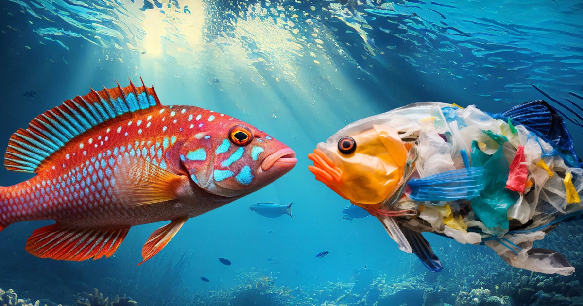 Menu - Acquario di Cattolica